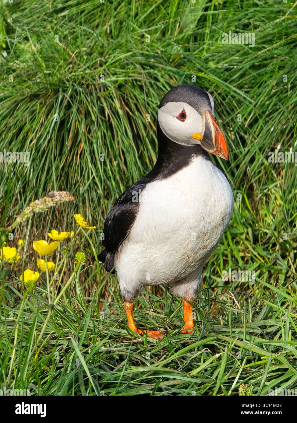 An Atlantic puffin stands proudly on lush green grass, surrounded by ...