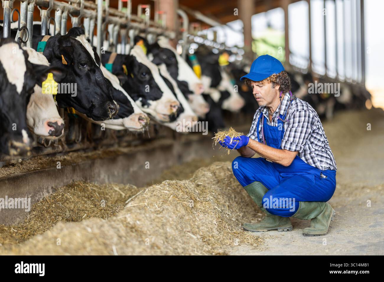Middle-aged male vet checking cow feed in front of cattle Stock Photo ...
