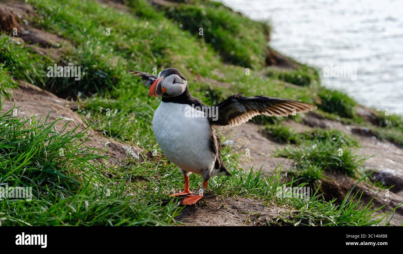 A colorful puffin stands on lush green grass, flapping its wings next ...