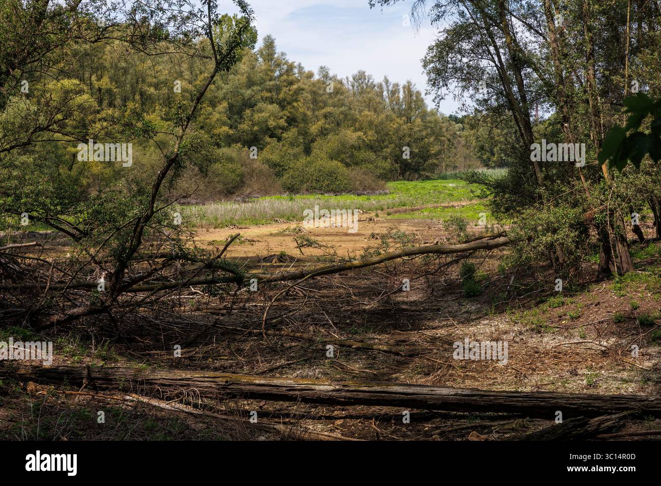 a drained wetland area in the Worringer Bruch, an 8000 year old silted ...
