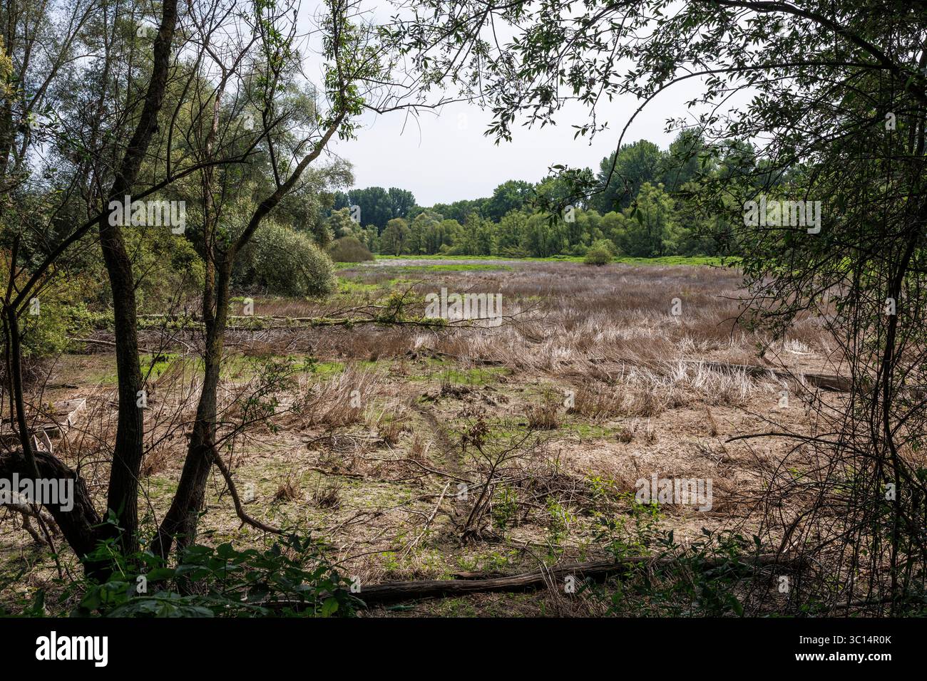 a drained wetland area in the Worringer Bruch, an 8000 year old silted ...