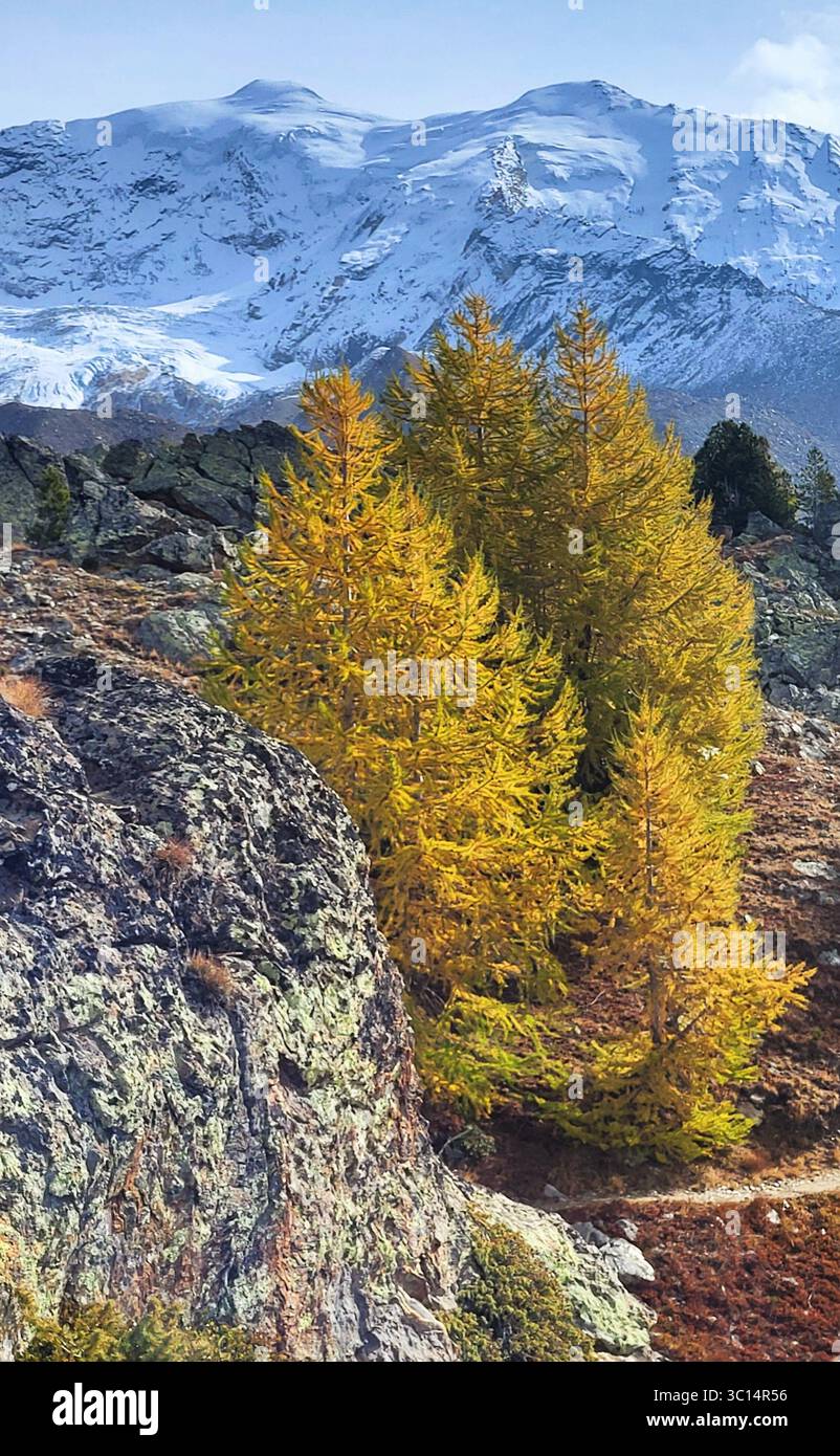 Beautiful Autumn Mountain Panorama with Golden Larches and Snowy Peaks ...