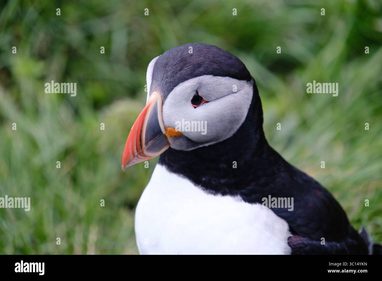 Puffin stands gracefully on hi-res stock photography and images - Alamy
