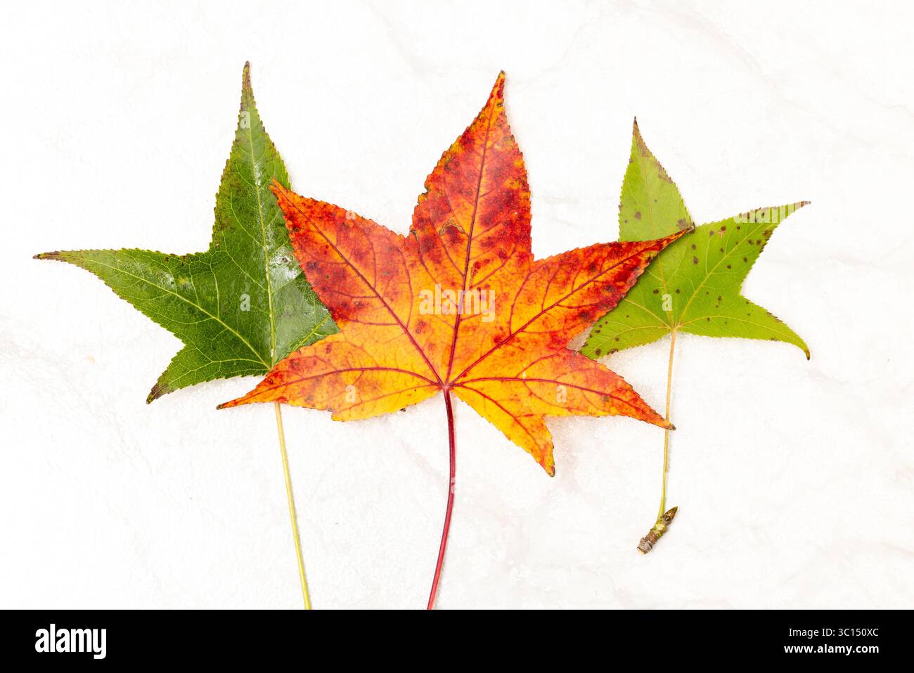 Golden yellow plant backdrop Cut Out Stock Images & Pictures - Alamy