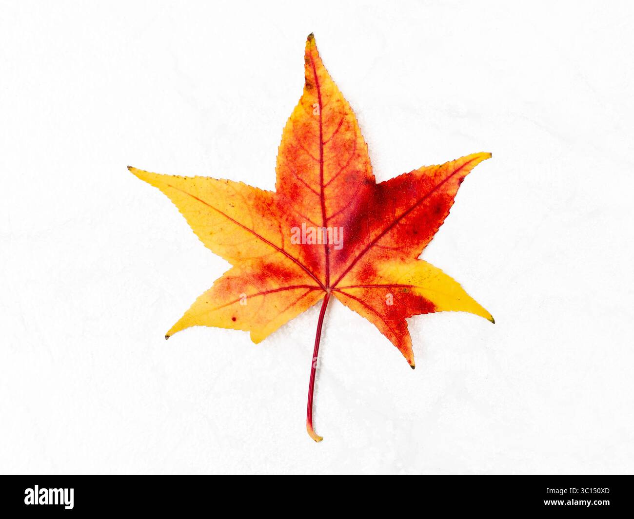 Autumnal maple branch Cut Out Stock Images & Pictures - Alamy