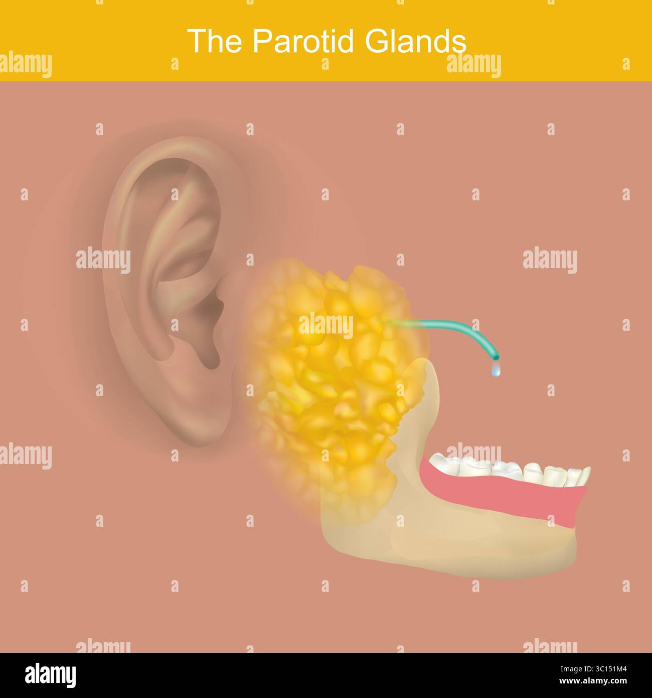 Is situated where Stock Vector Images - Alamy