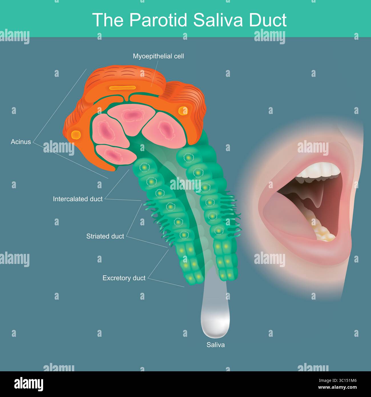 Healthcare delivery system Stock Vector Images - Alamy
