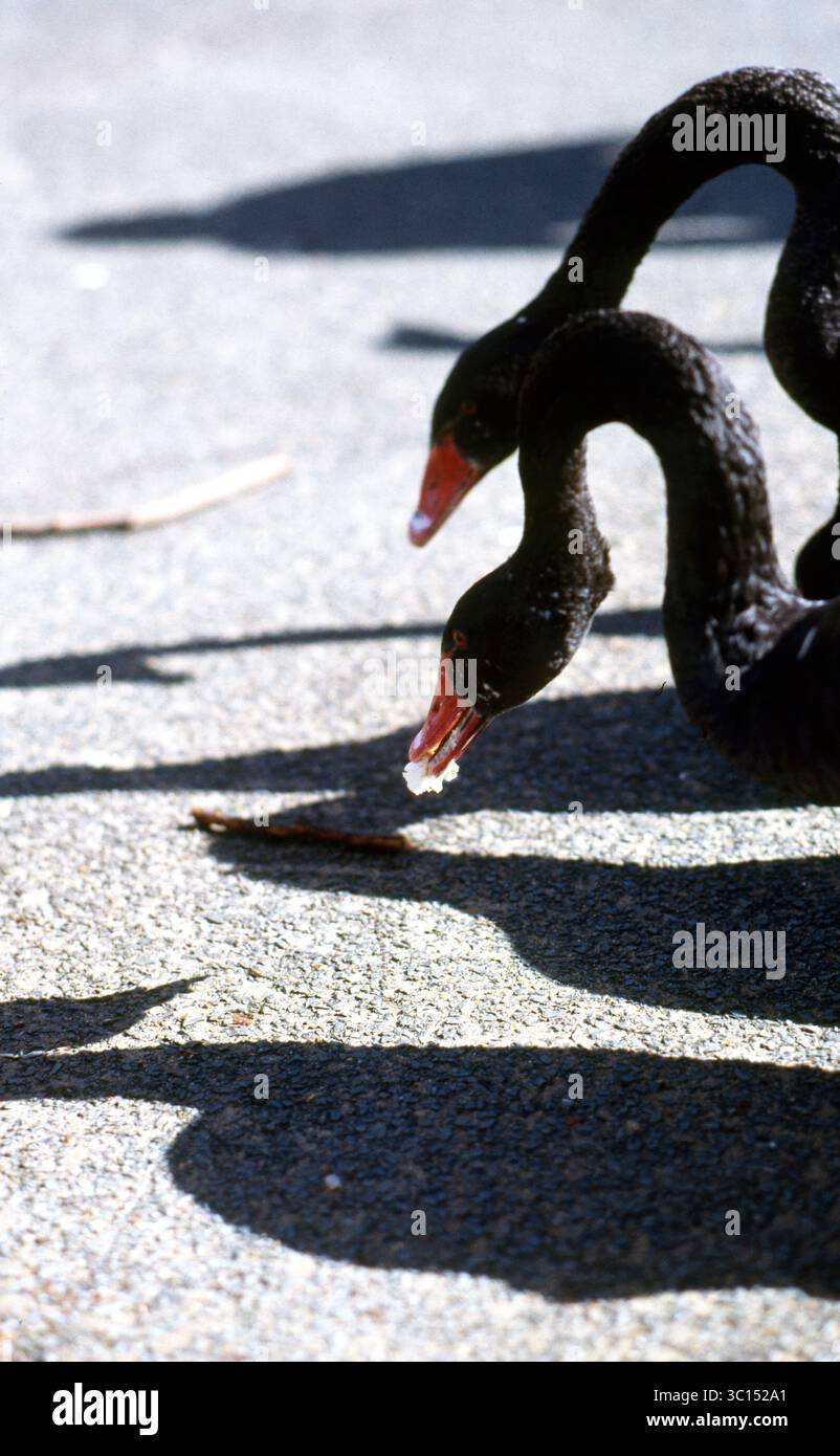 Neck curve symmetry hi-res stock photography and images - Alamy