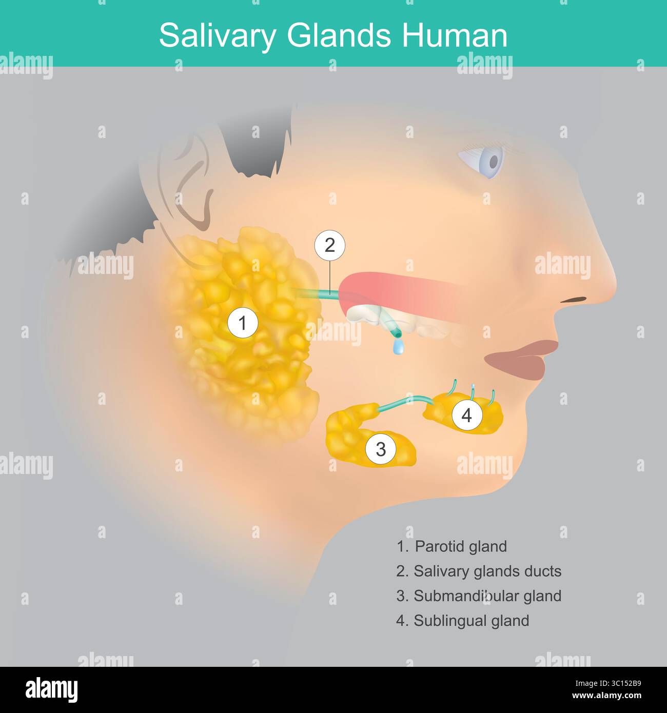 Salivary glands hi-res stock photography and images - Alamy