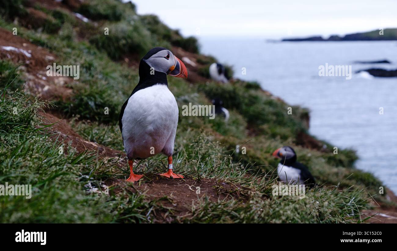 Arctic puffin showcases hi-res stock photography and images - Alamy