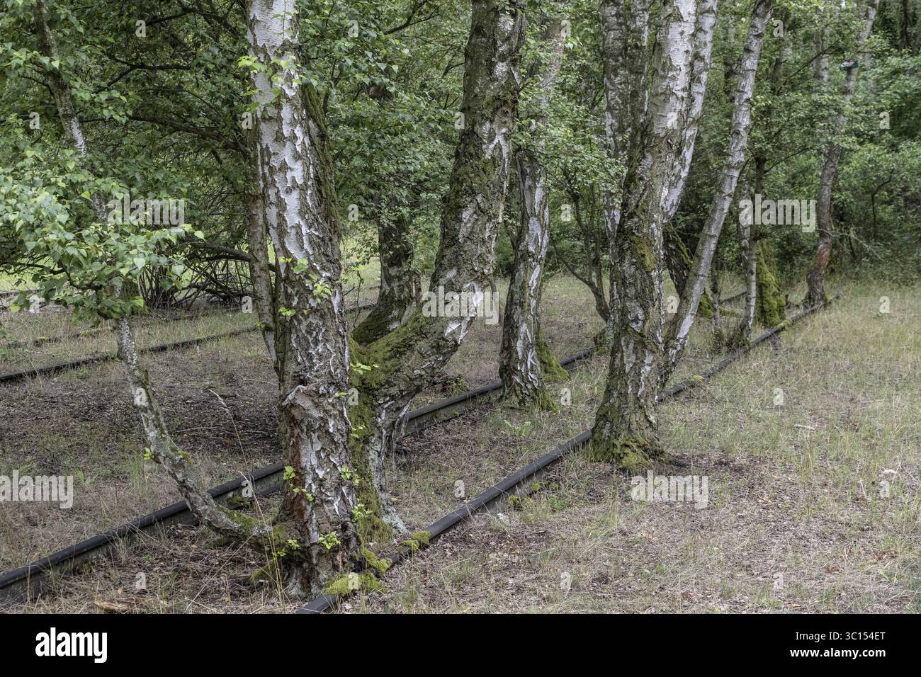 Renaturalisation in the Schoeneberger Suedgelaende nature park, birch ...