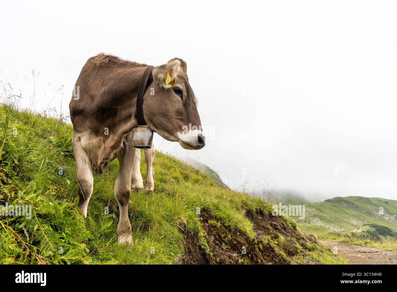 Rind in den Bergen Eine Kuh steht auf einer Wiese in den Alpen bei ...