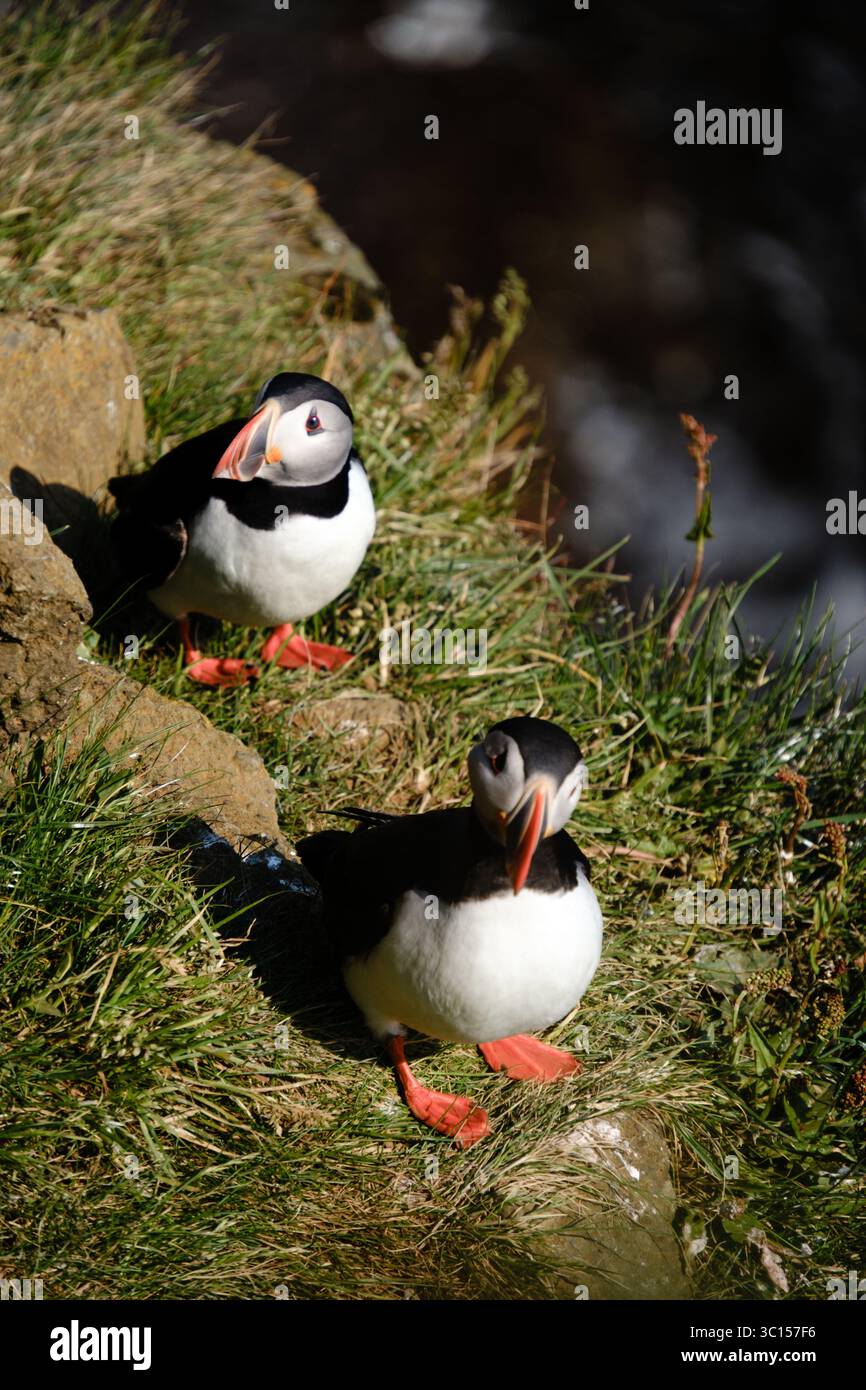 Two vibrant puffins explore hi-res stock photography and images - Alamy