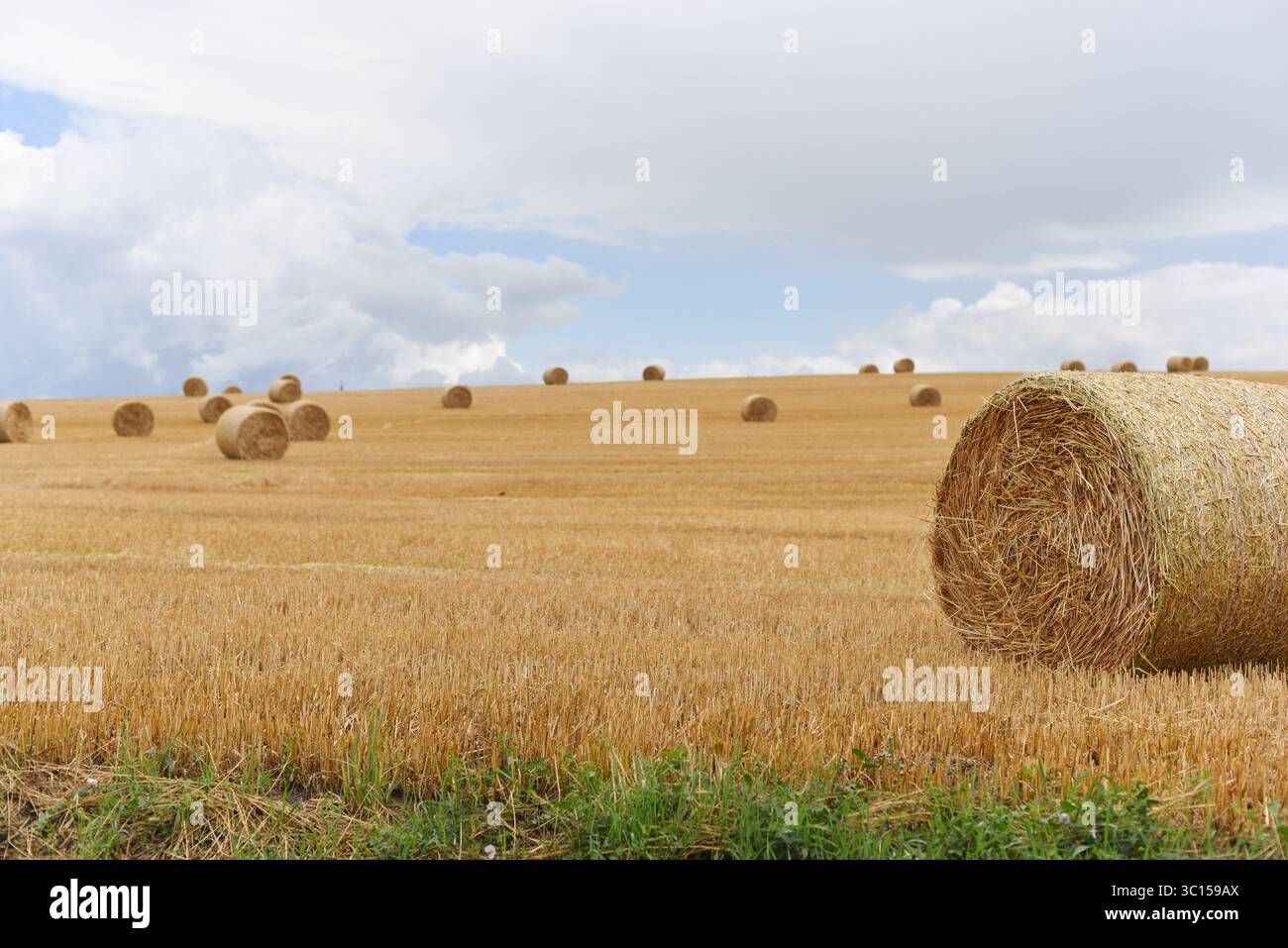 wheat field in Southern Hungary Stock Photo - Alamy