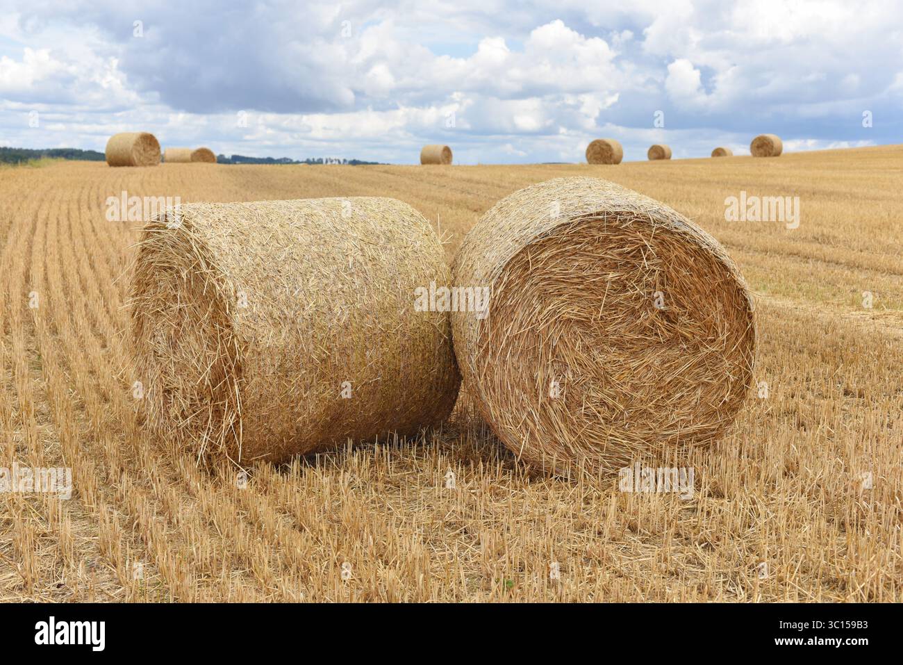 wheat field in southern Hungary Stock Photo - Alamy