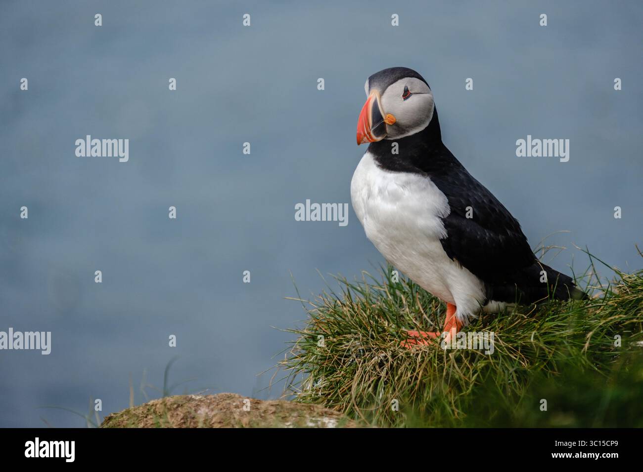 Vibrant atlantic puffin stands hi-res stock photography and images - Alamy