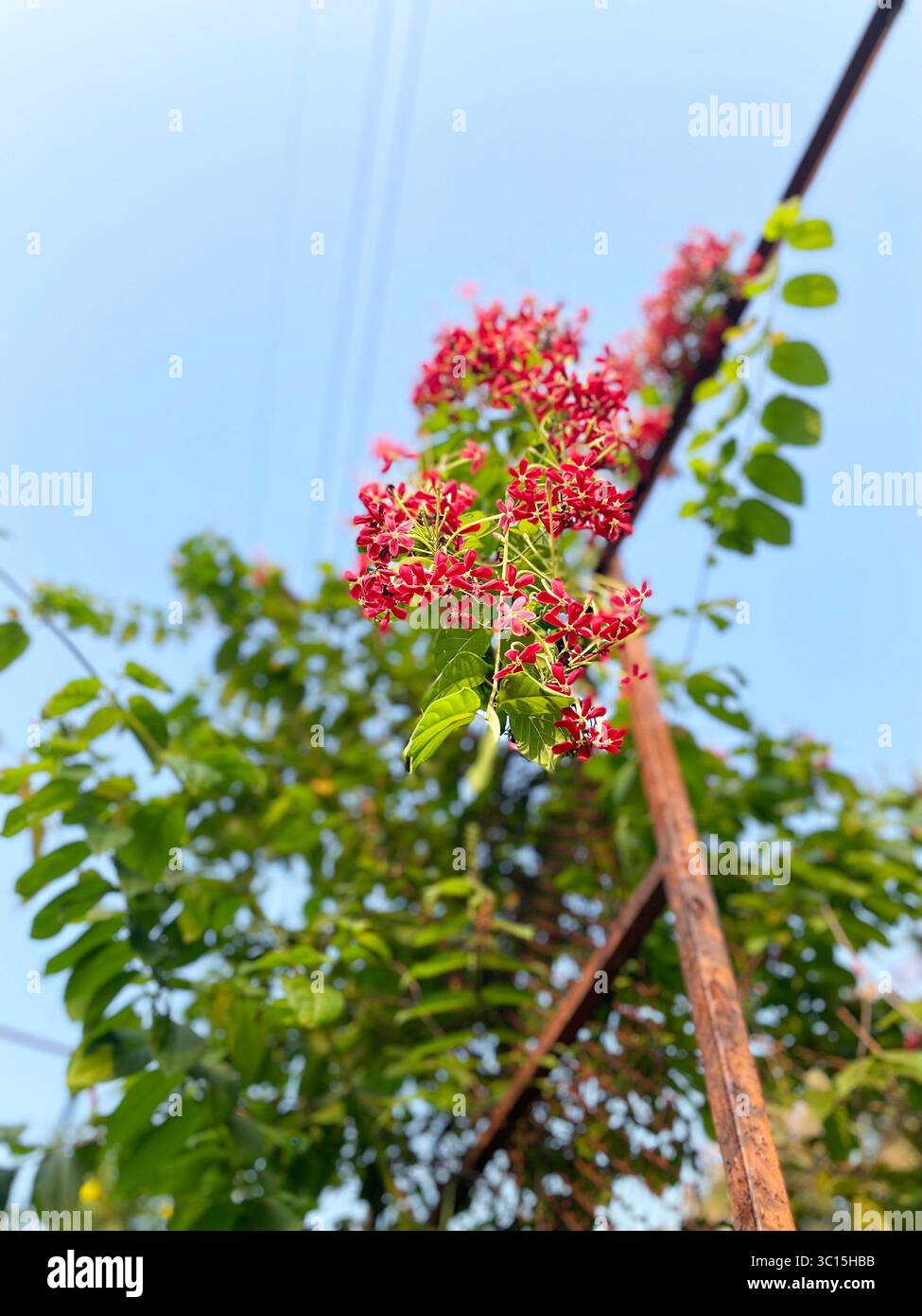 Rangoon Creeper (Quisqualis indica), a tropical ornamental vine with ...