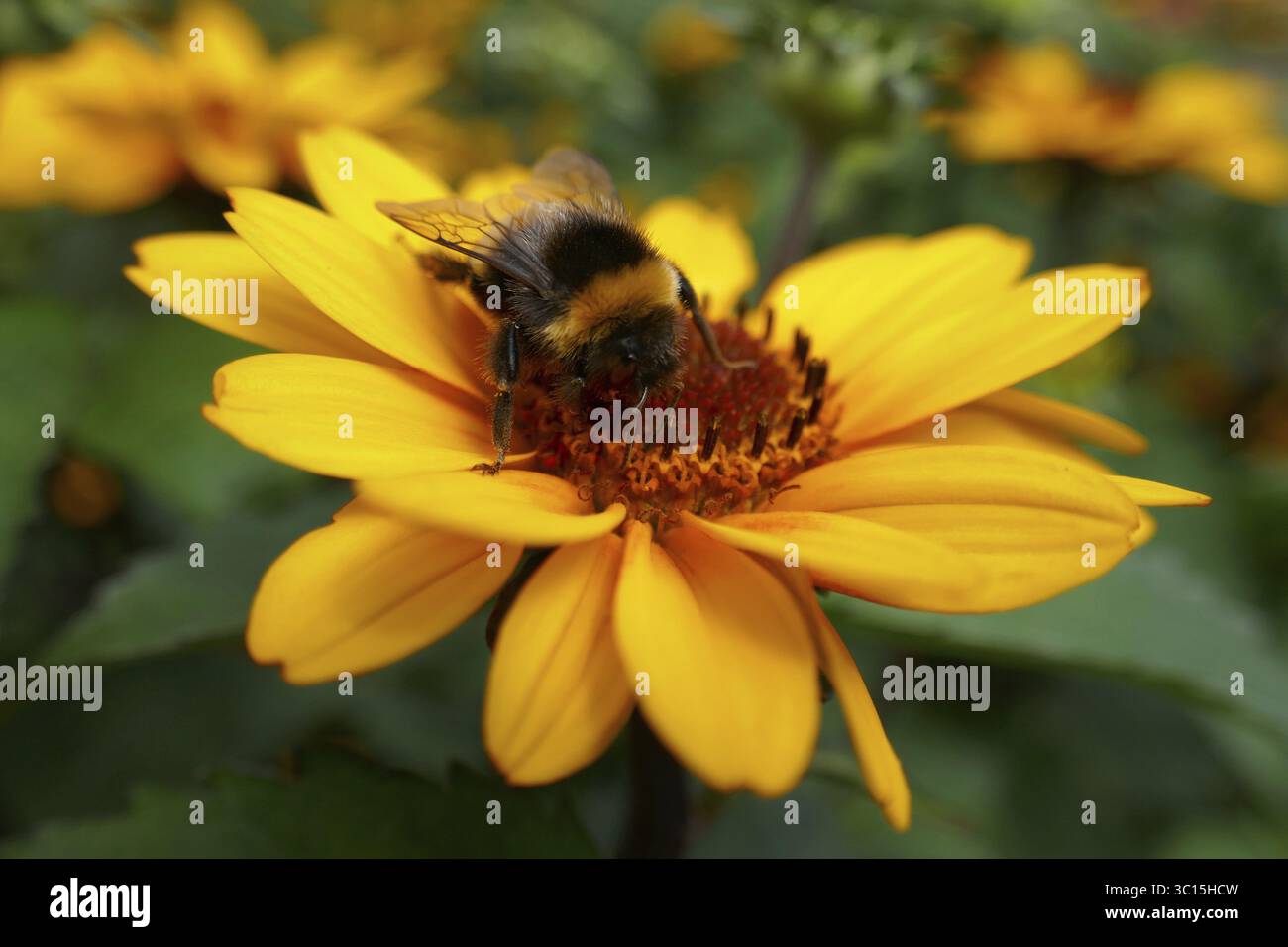 Bumblebee on a sun eye Stock Photo - Alamy