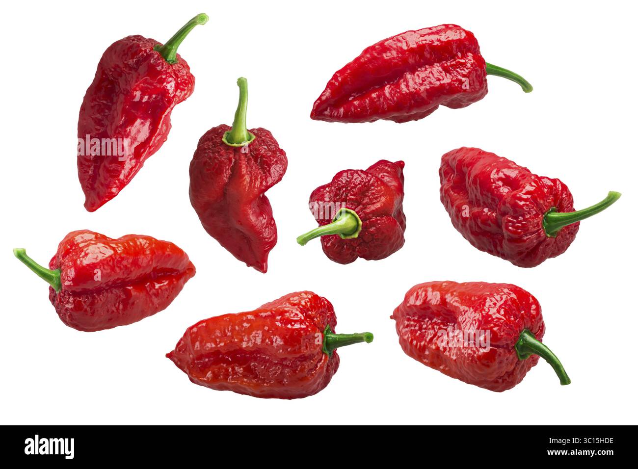 Set of Bhut Jolokia ghost chili peppers (Capsicum frutescens x Capsicum ...