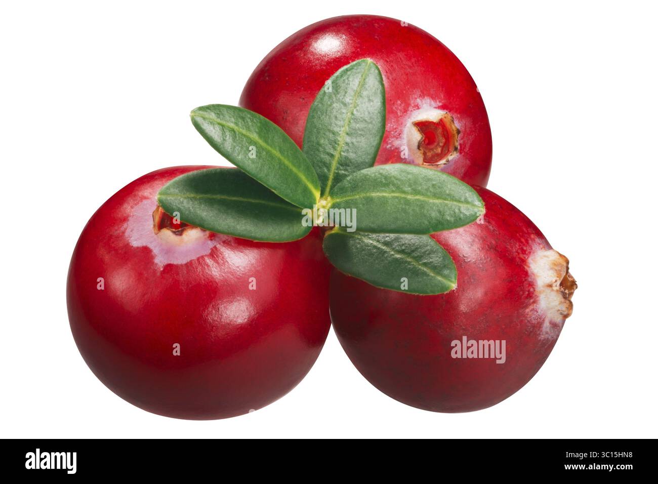 Cranberries (fruits of Vaccinium oxycoccus) with leaves Stock Photo - Alamy