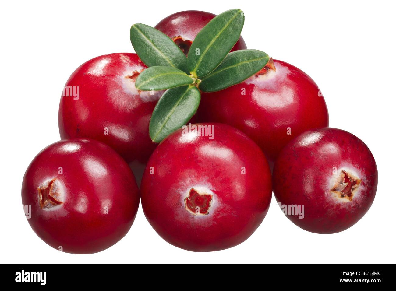 Cranberries (fruits of Vaccinium oxycoccus), pile of six Stock Photo ...