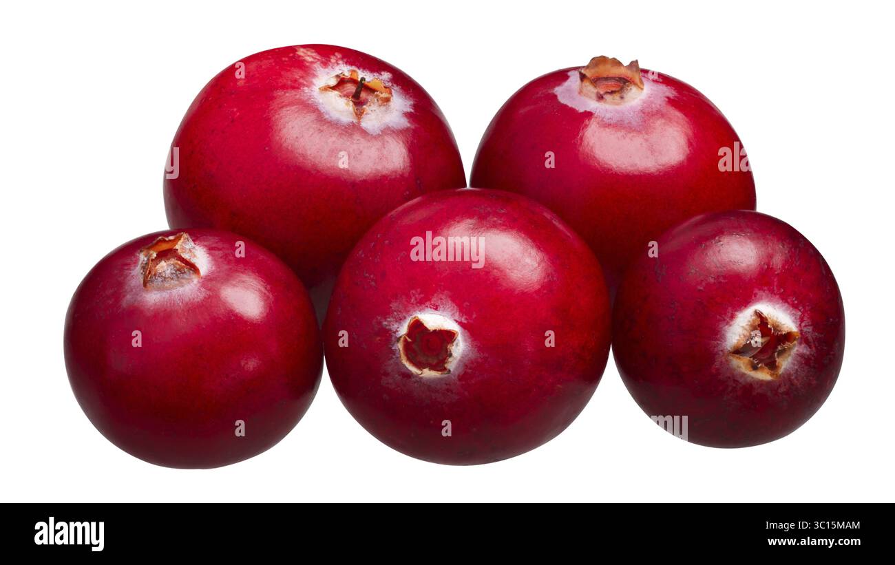 Cranberries (fruits of Vaccinium oxycoccus), pile of five Stock Photo ...
