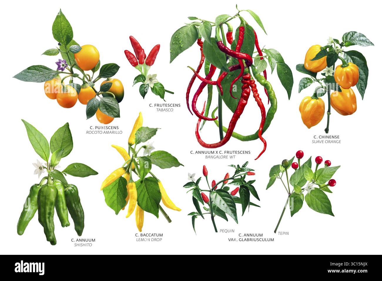 Capsicum Genus Plants (Peppers). Annuum, Baccatum, Chinense, Frutescens ...