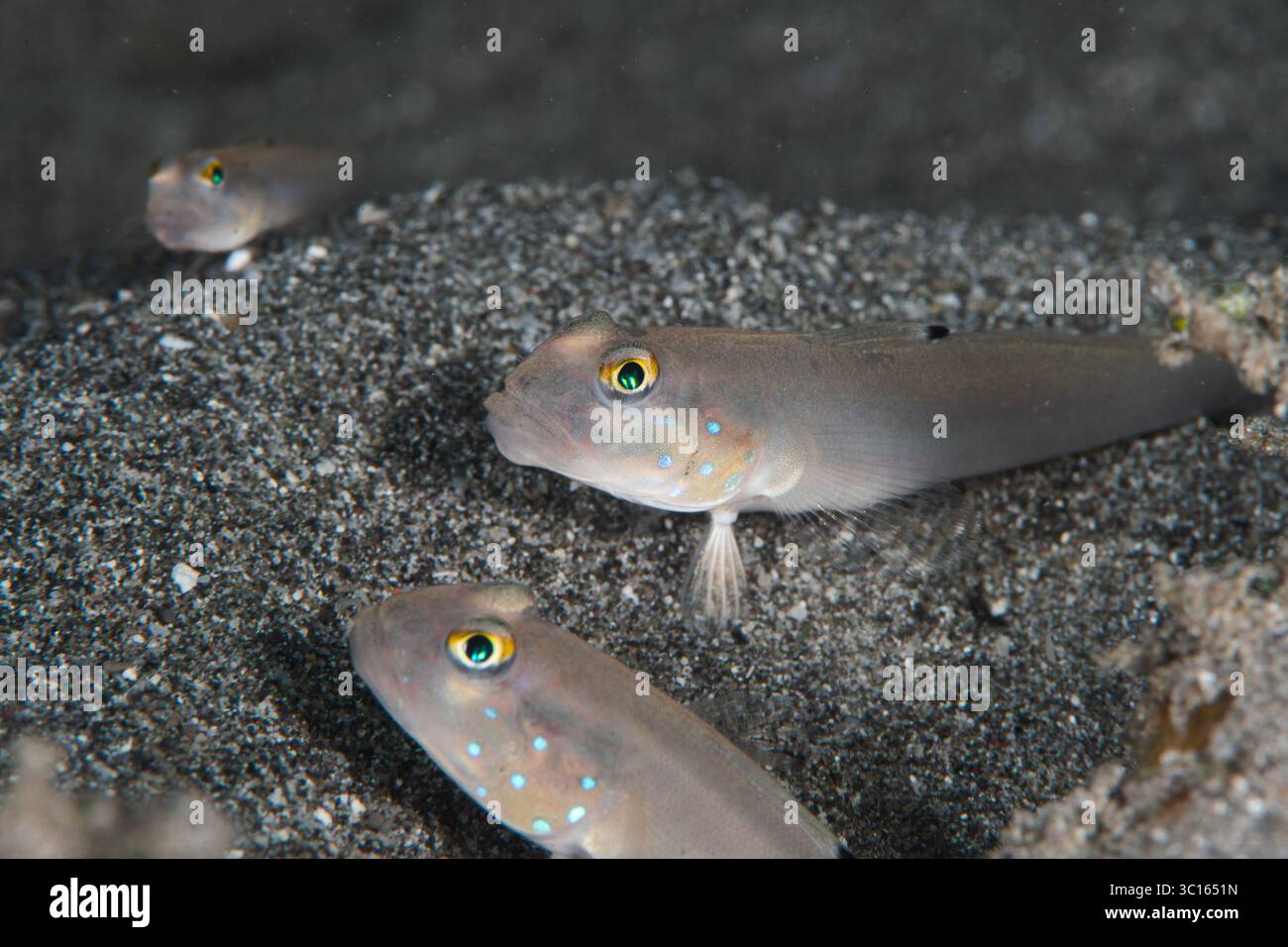 Blue spots fish bali hi-res stock photography and images - Alamy