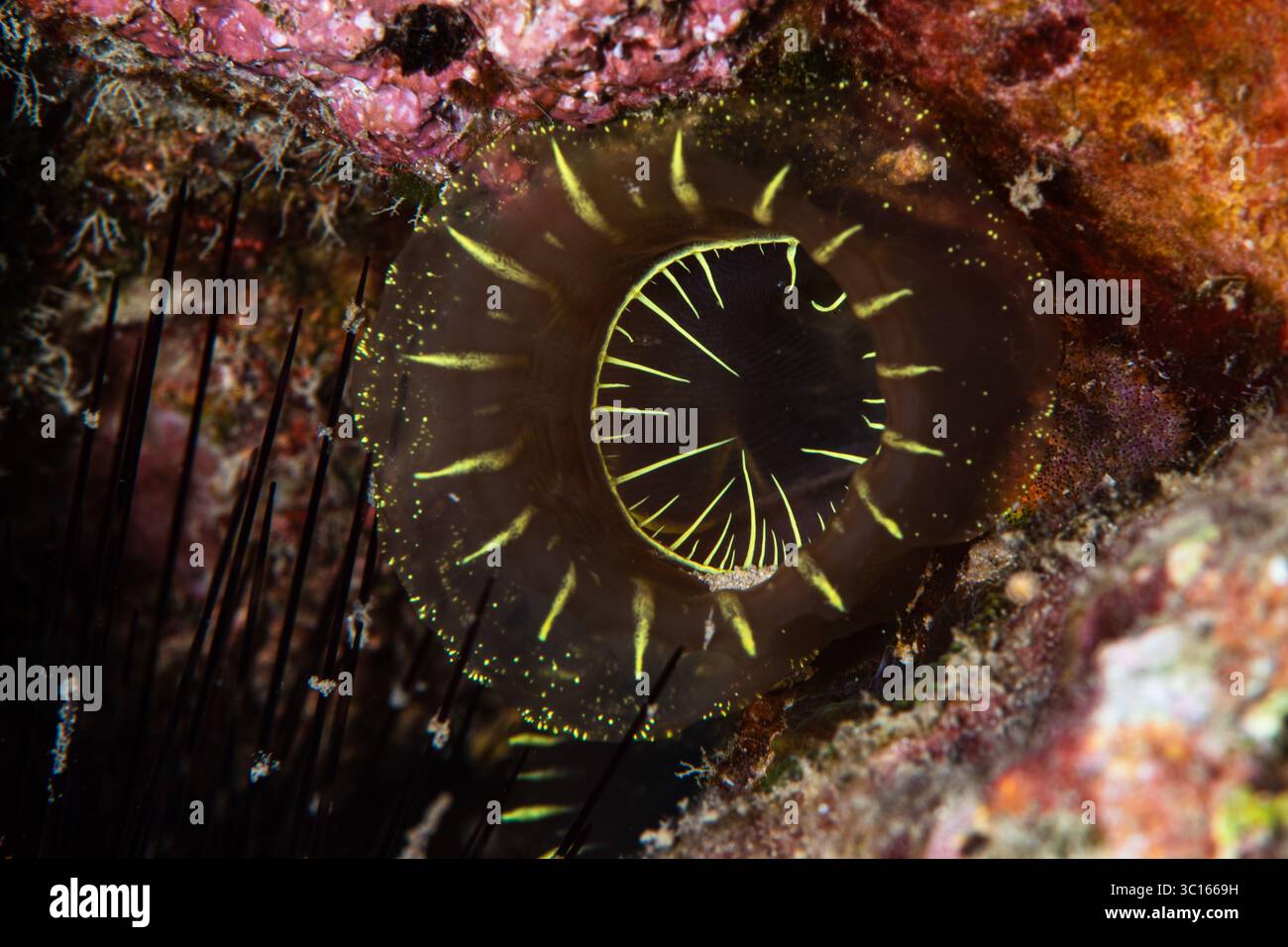 View of the translucent, tube-like sea creature with striking yellow ...