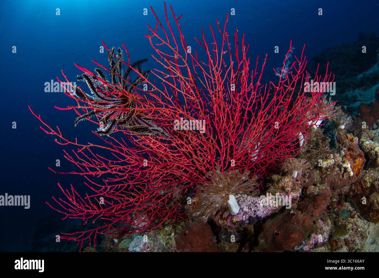 Red coral fans in coral hi-res stock photography and images - Alamy