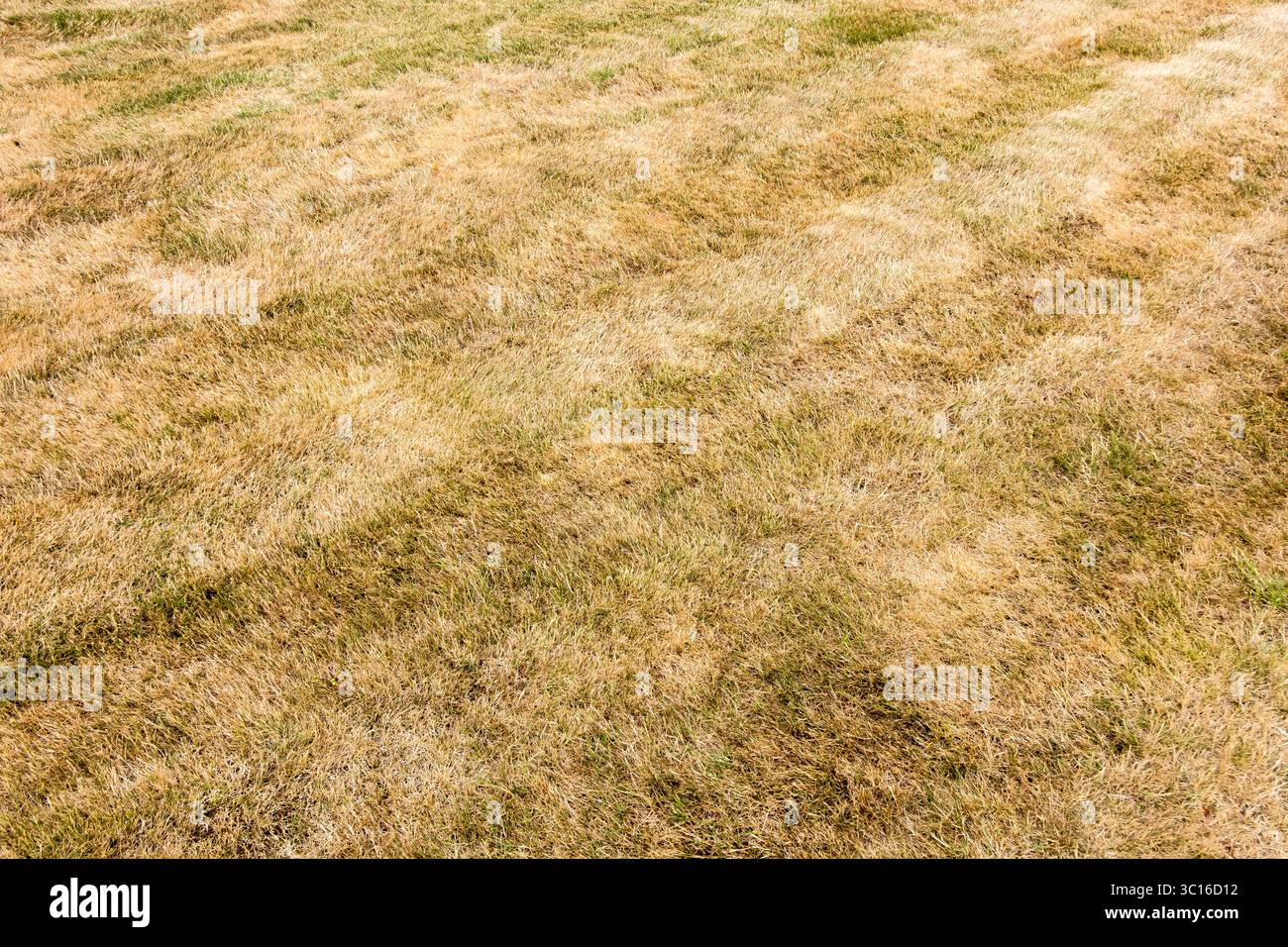 Parched grass lawn Stock Photo - Alamy