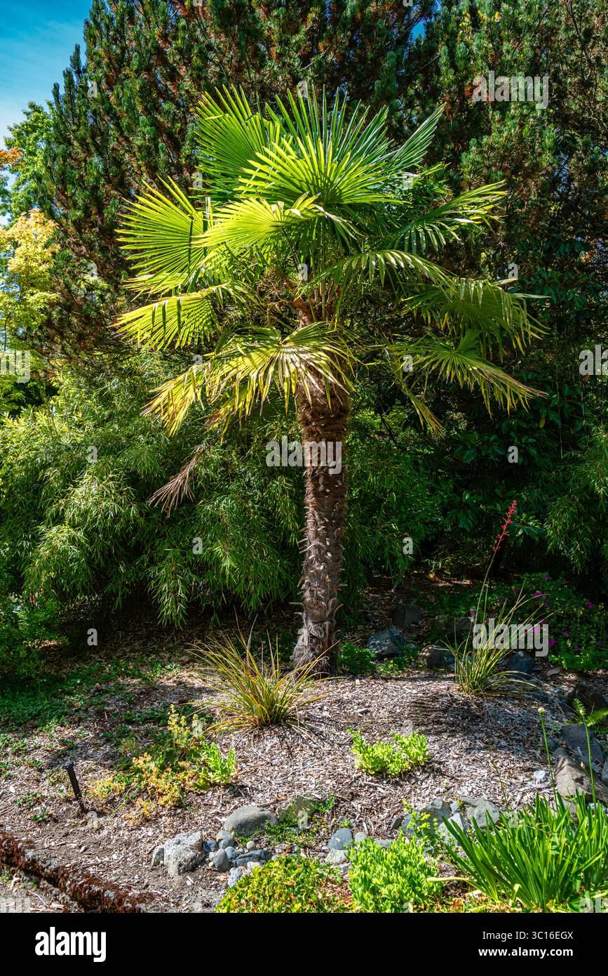 A paln tree at a garden in Seattle, Washington Stock Photo - Alamy