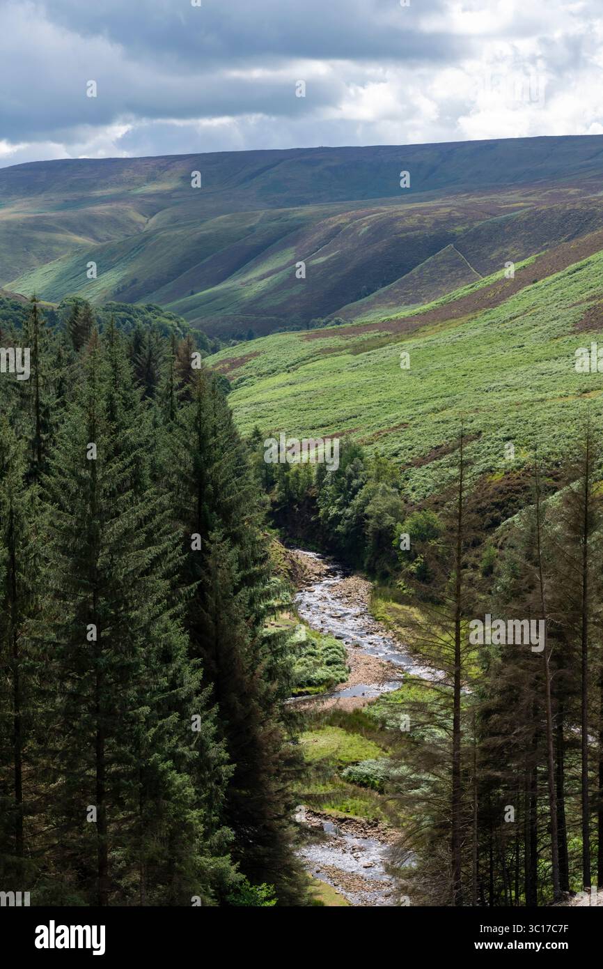 Forest at Snake Woodlands beside the river Ashop in the hills of the ...