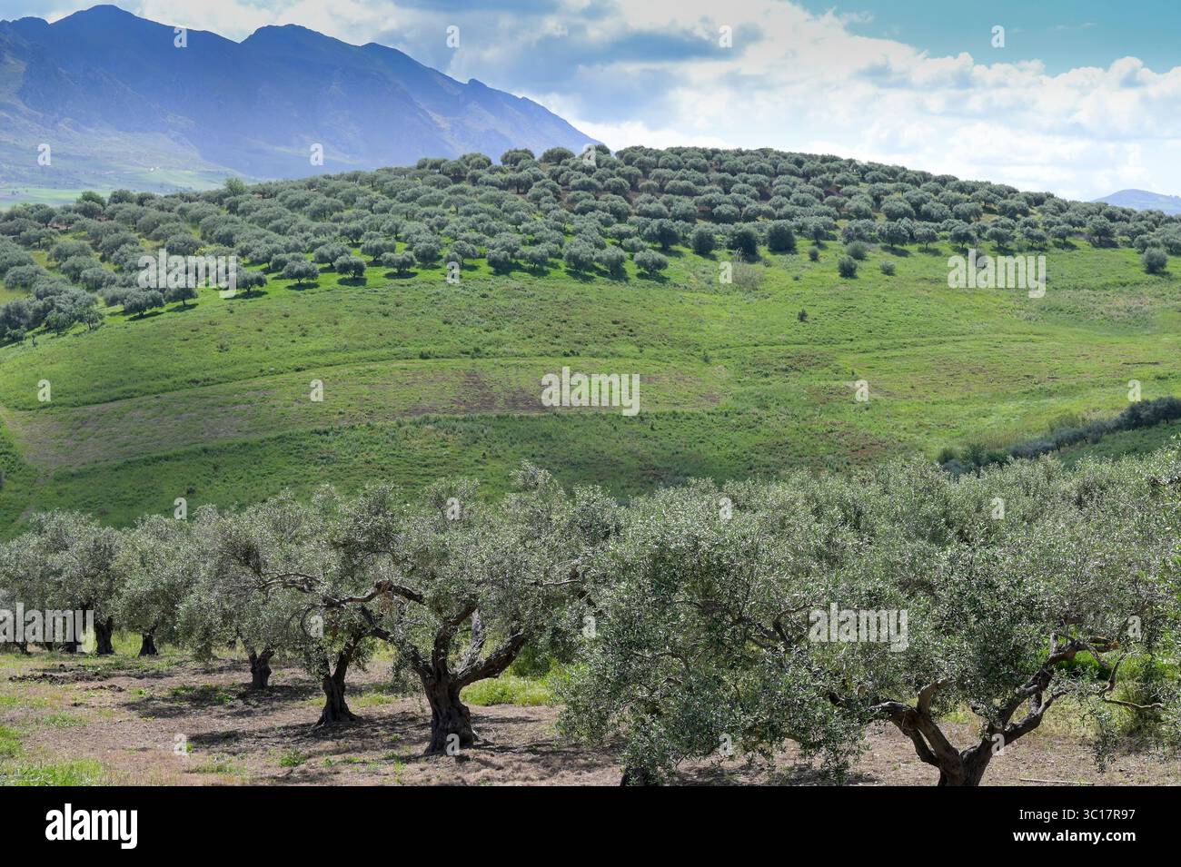 Olive oil production sicily hi-res stock photography and images - Alamy
