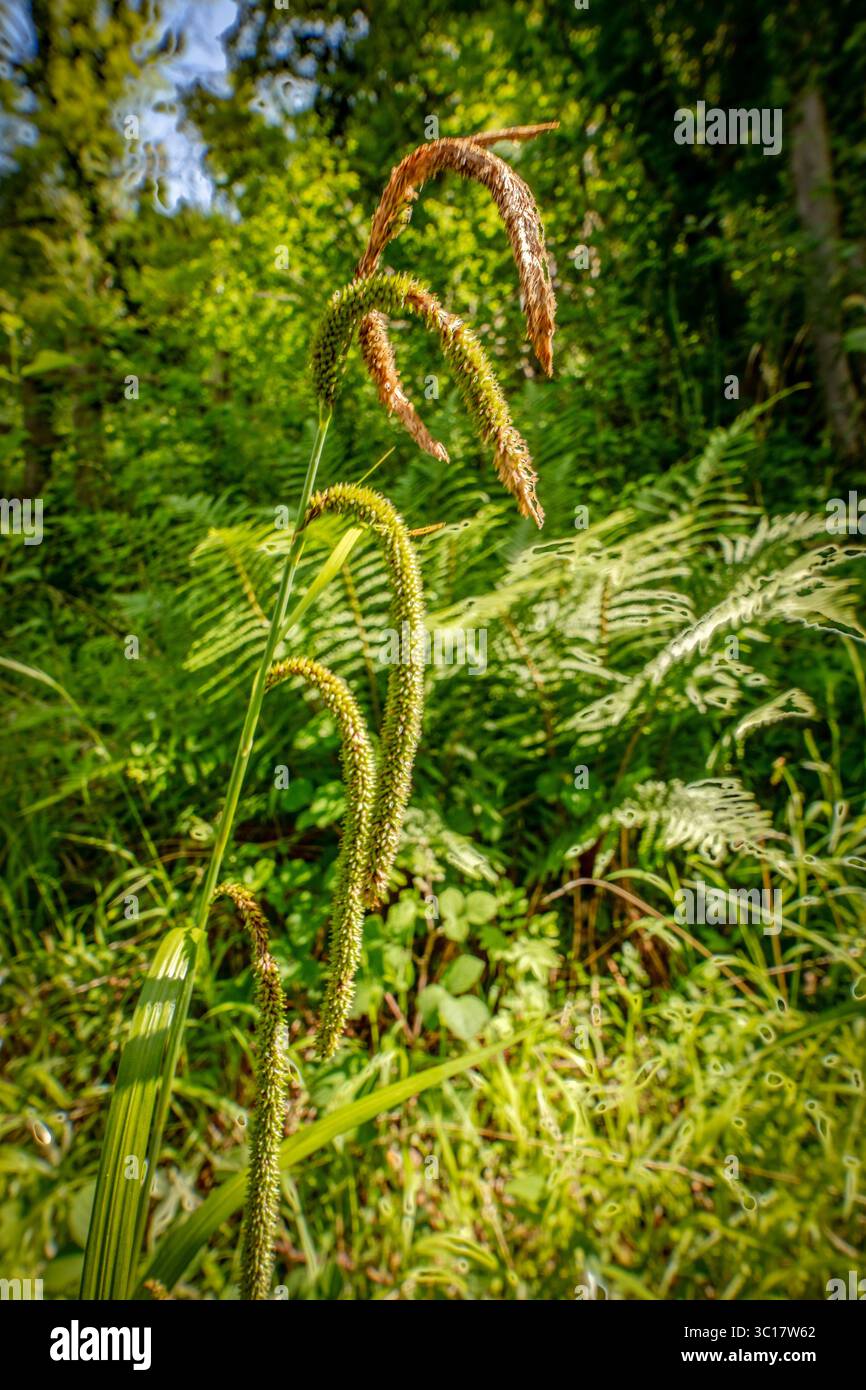 Natural close up flowering plant portrait of Carex pendula, pendulous ...