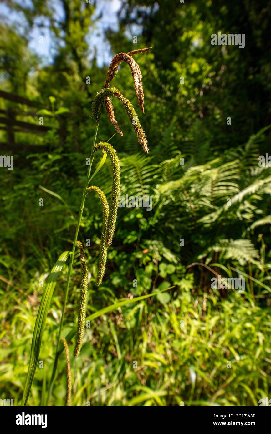 Natural close up flowering plant portrait of Carex pendula, pendulous ...