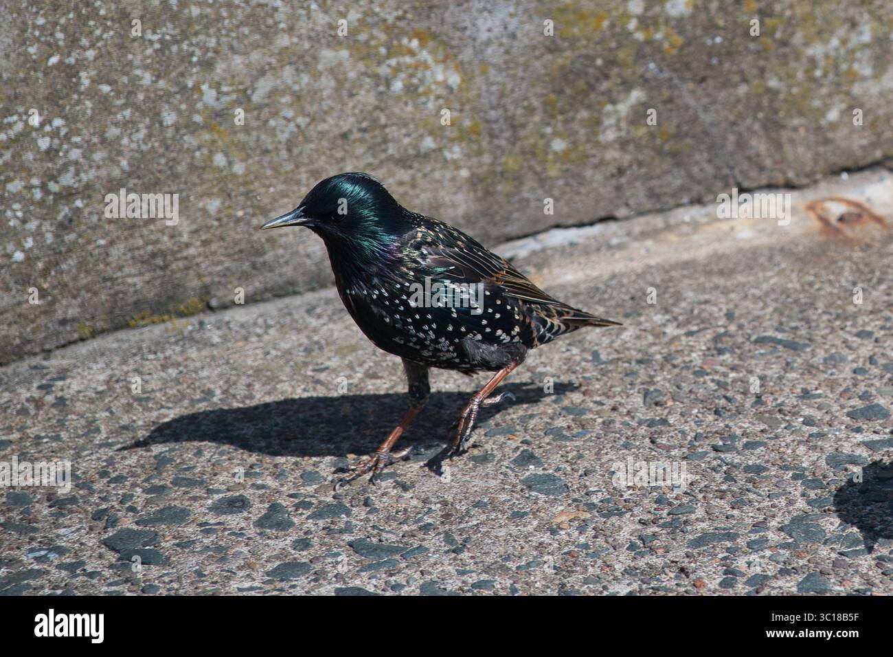 Stunning colourful starling walking on concrete wall in sun Stock Photo ...