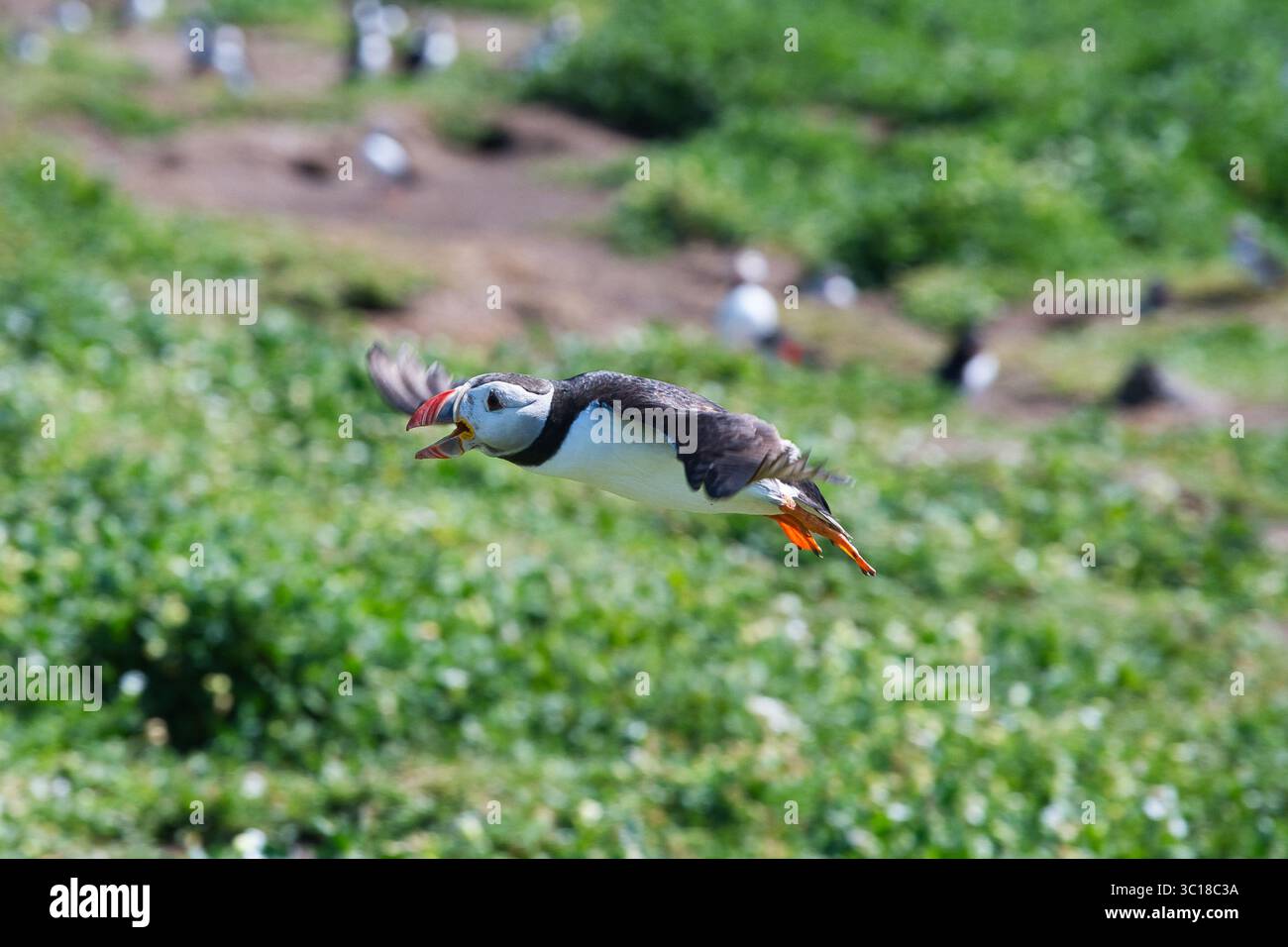 Colourful puffin flying with beak open over land on island Stock Photo ...