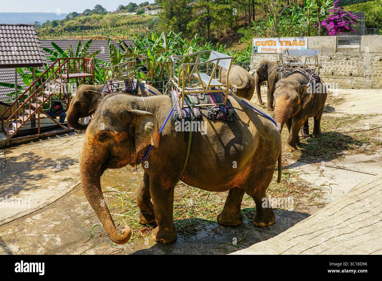 Dalat, Vietnam- March 24, 2025: Elephants fitted with heavy metal seats ...