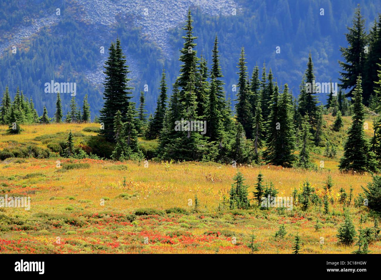 Alpine firs punctuate amber and rust tundra meadows on Mount Rainier ...