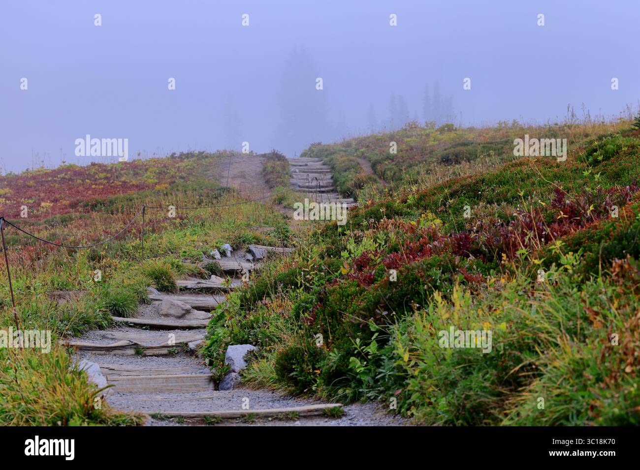 Weathered wooden steps wind through mist-shrouded alpine meadow of ...