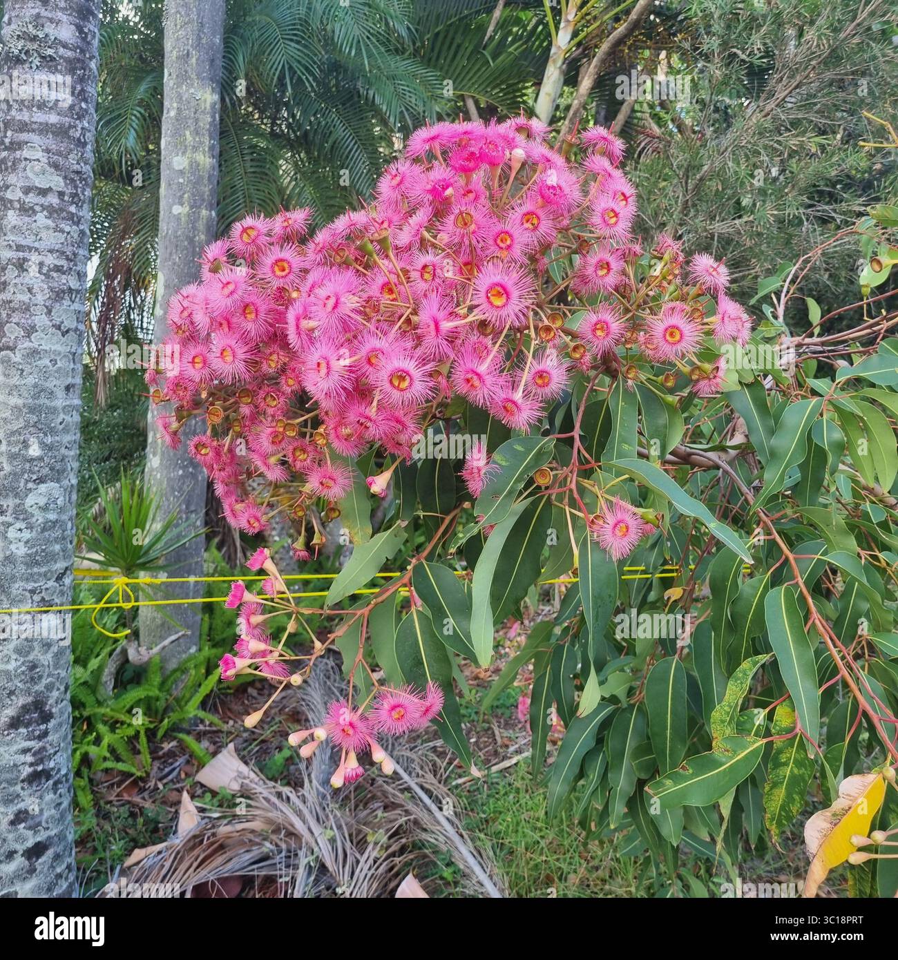 Australian native pink flowering gum tree - Corymbia ficifolia Stock ...