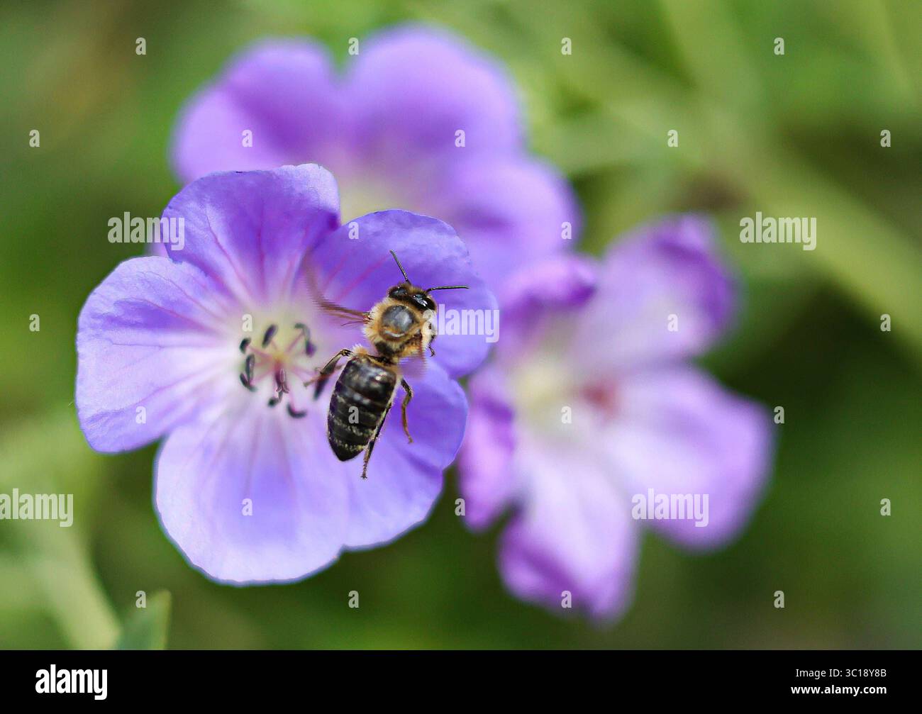 22.07.2025, Insekten und Tierwelt im Garten Muenchen, im Bild: Biene ...