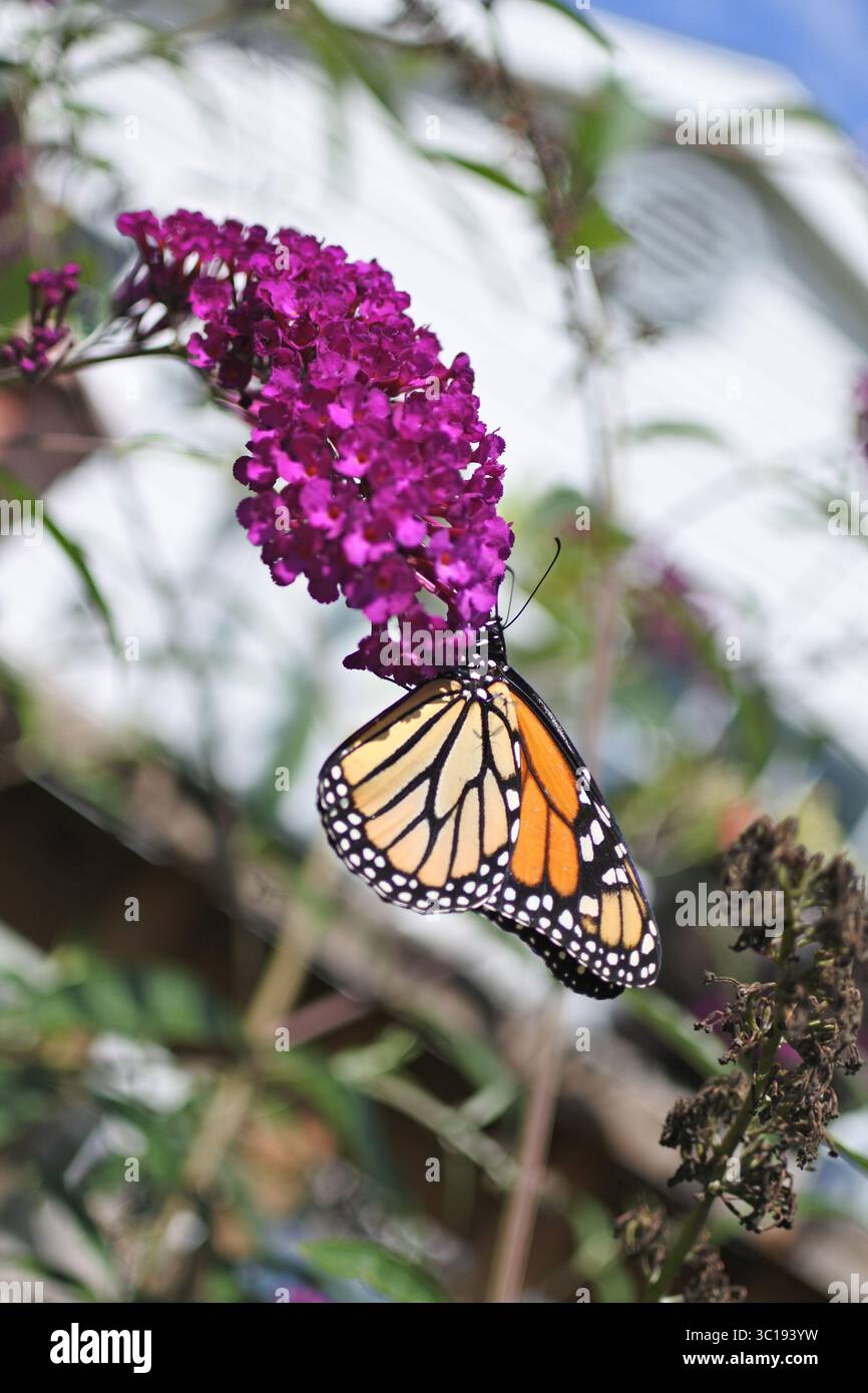 Monarch in action Stock Photo - Alamy