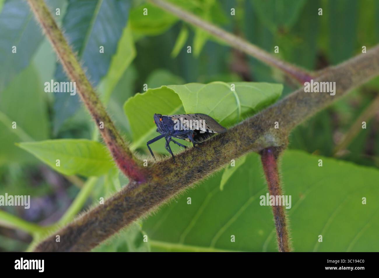 Lanternfly wings pattern hi-res stock photography and images - Alamy