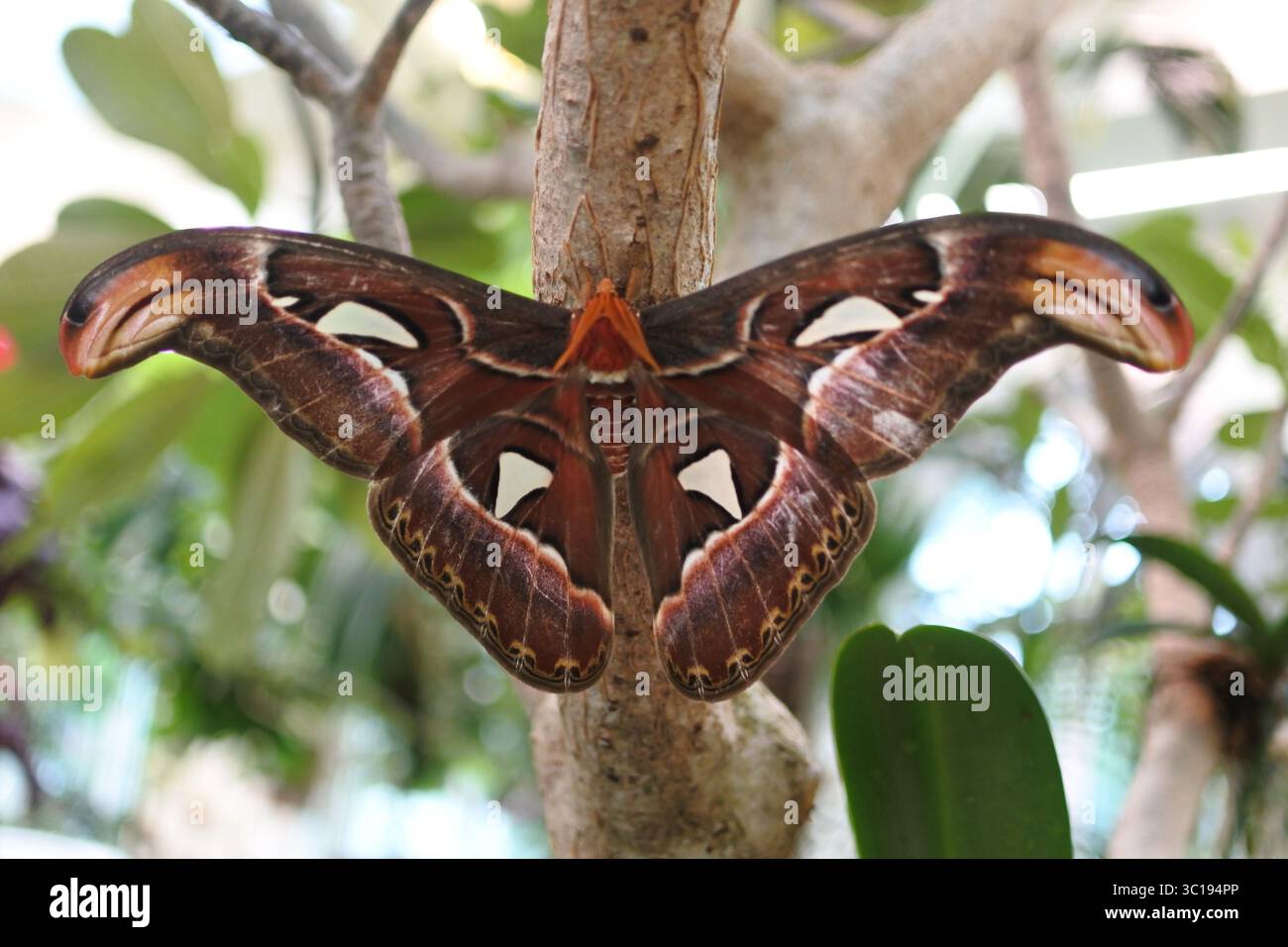 Atlas moth largest in hi-res stock photography and images - Alamy