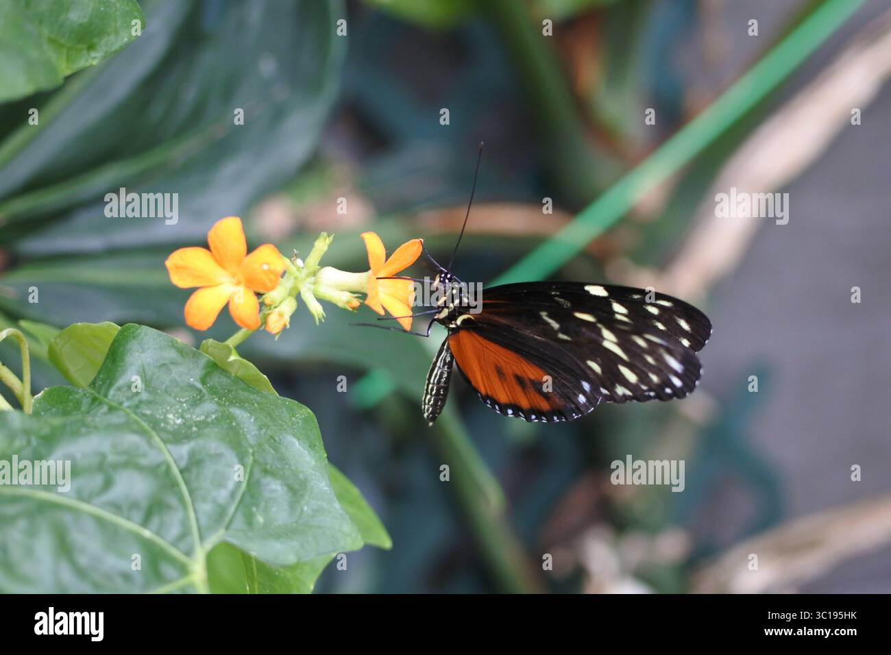 Butterfly detail wings close hi-res stock photography and images - Alamy