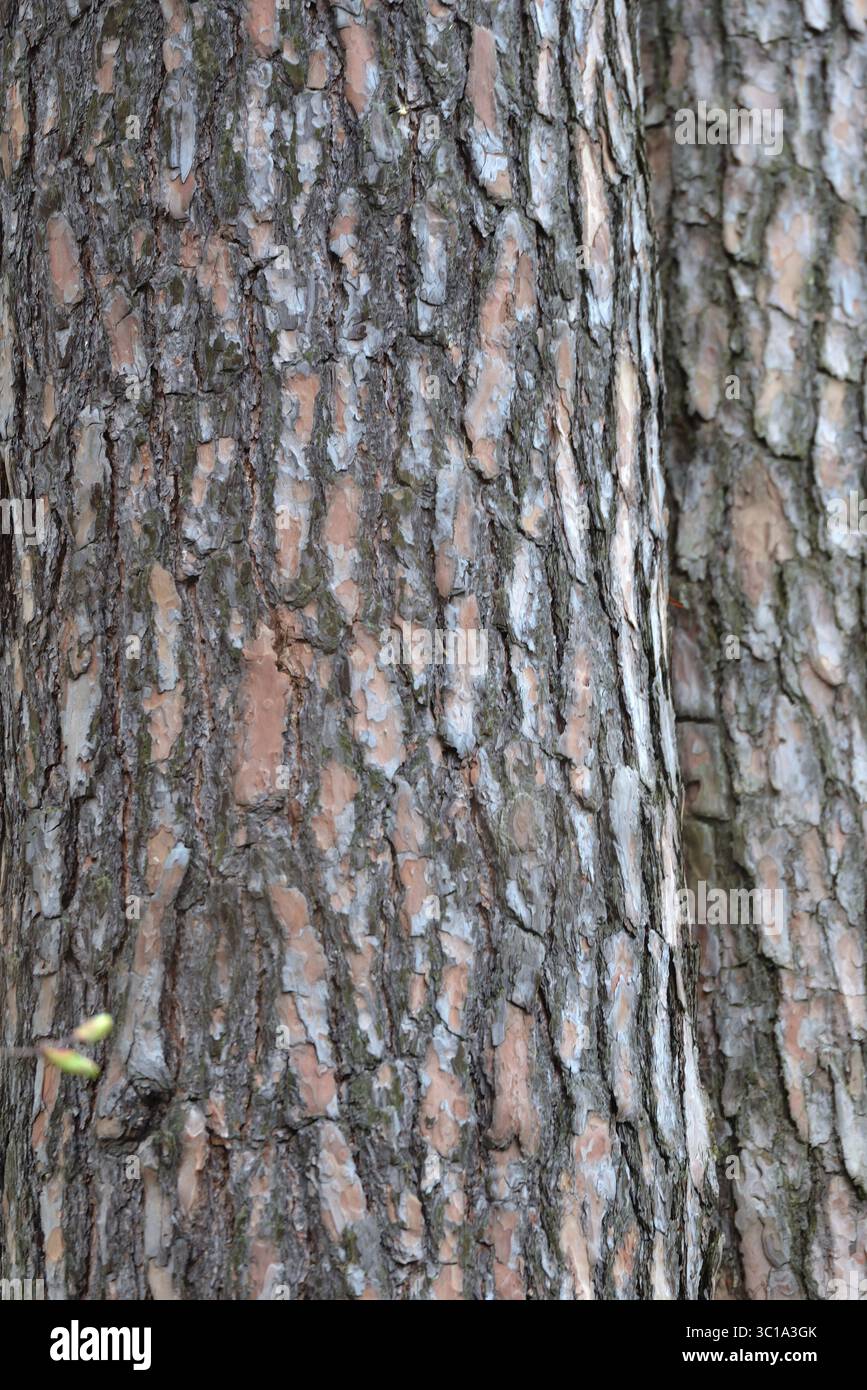 Close-up of the scaly, highly textured bark of Scots pine trees (Pinus ...