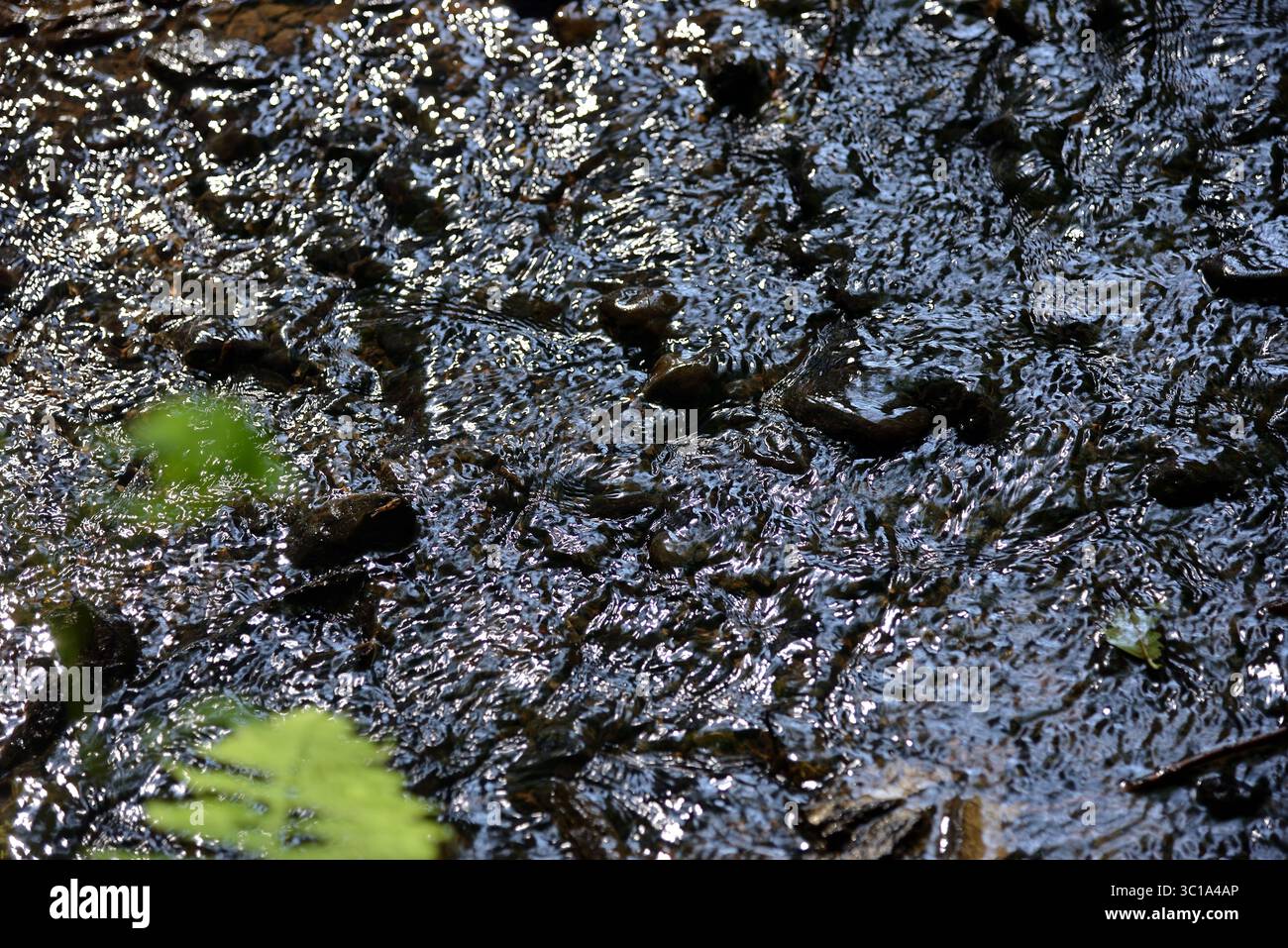 Sun reflections on the surface of a shallow forest stream Stock Photo ...