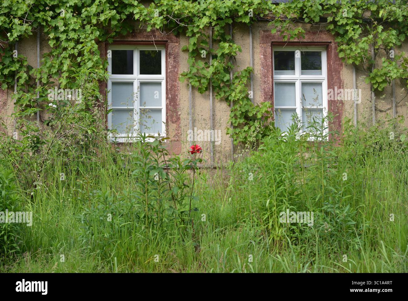 A single red rose blooms in overgrown tall grass in front of the facade ...